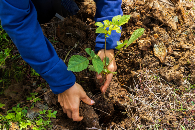 Community Tree Planting Day - The Horton Epsom